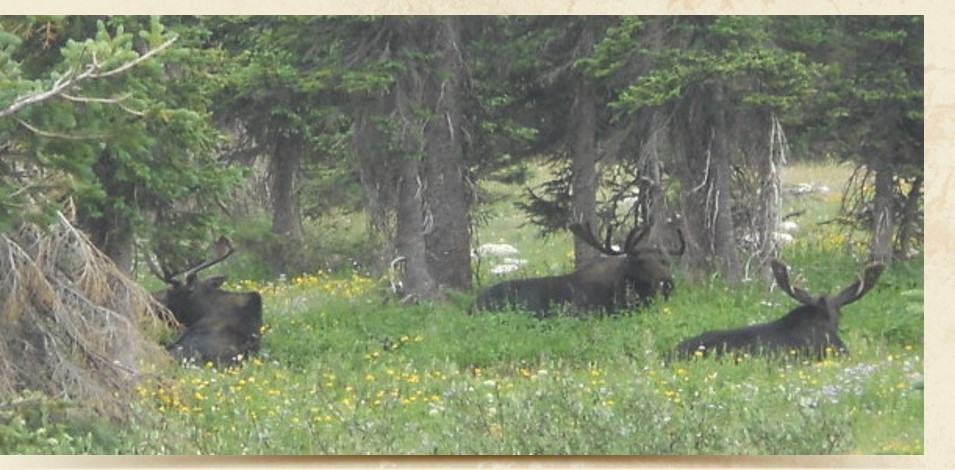 Wildlife – Wyoming Rangelands